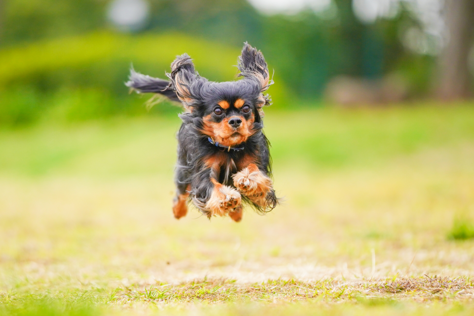 BULLET DOG撮影会 | キャバリアフェスティバル公式サイト