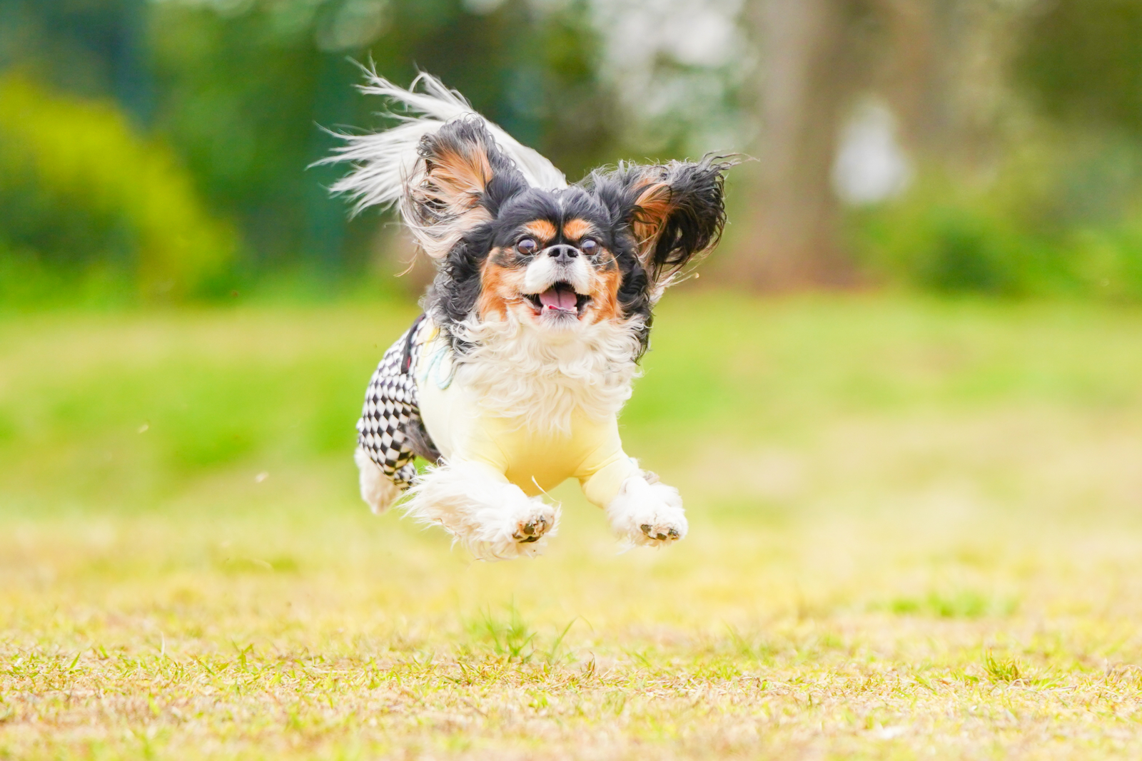 BULLET DOG撮影会 | キャバリアフェスティバル公式サイト